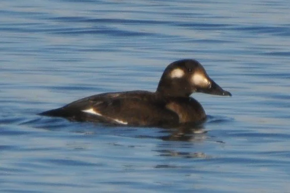 Bird Sightings 2023 — Loess Hills Audubon Society