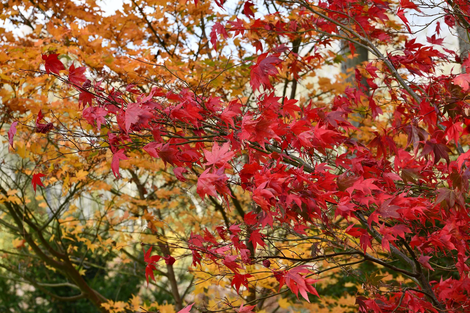 Guide to enhancing autumn leaf colour — Mark Warnes Photography