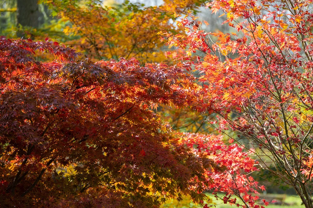 Guide to enhancing autumn leaf colour — Mark Warnes Photography