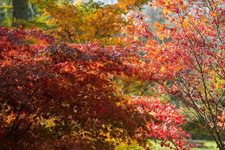 Guide to enhancing autumn leaf colour — Mark Warnes Photography
