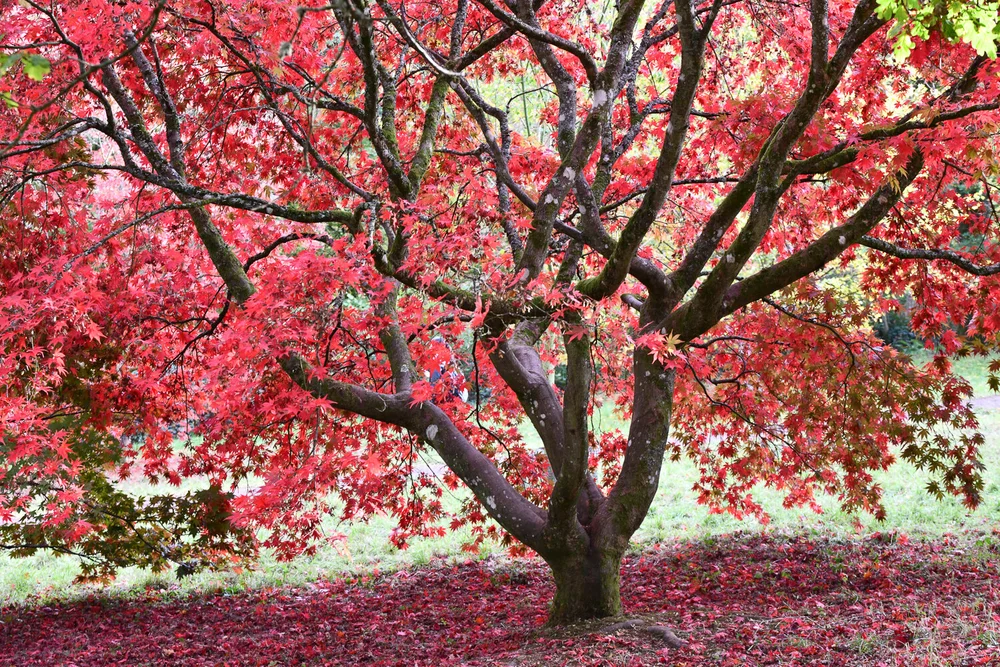 Guide to enhancing autumn leaf colour — Mark Warnes Photography