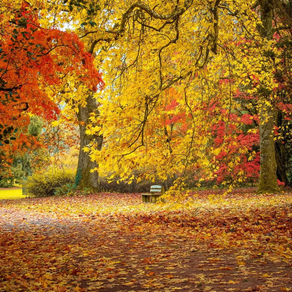 Guide to enhancing autumn leaf colour — Mark Warnes Photography