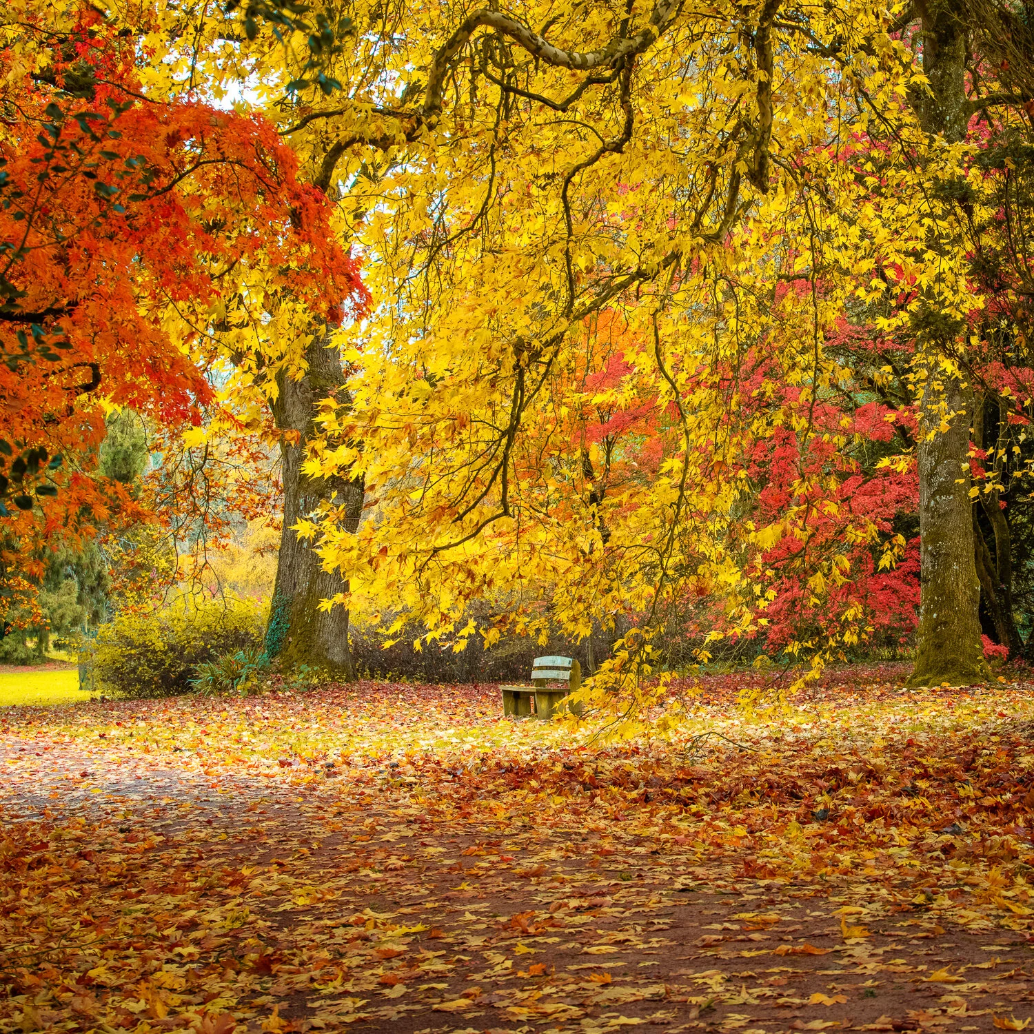 Guide to enhancing autumn leaf colour — Mark Warnes Photography