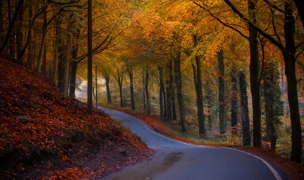 Guide to enhancing autumn leaf colour — Mark Warnes Photography