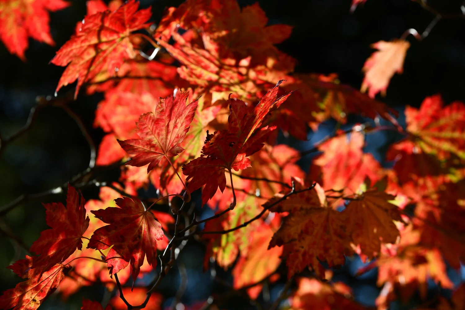 Guide to fall leaf photography — Mark Warnes Photography