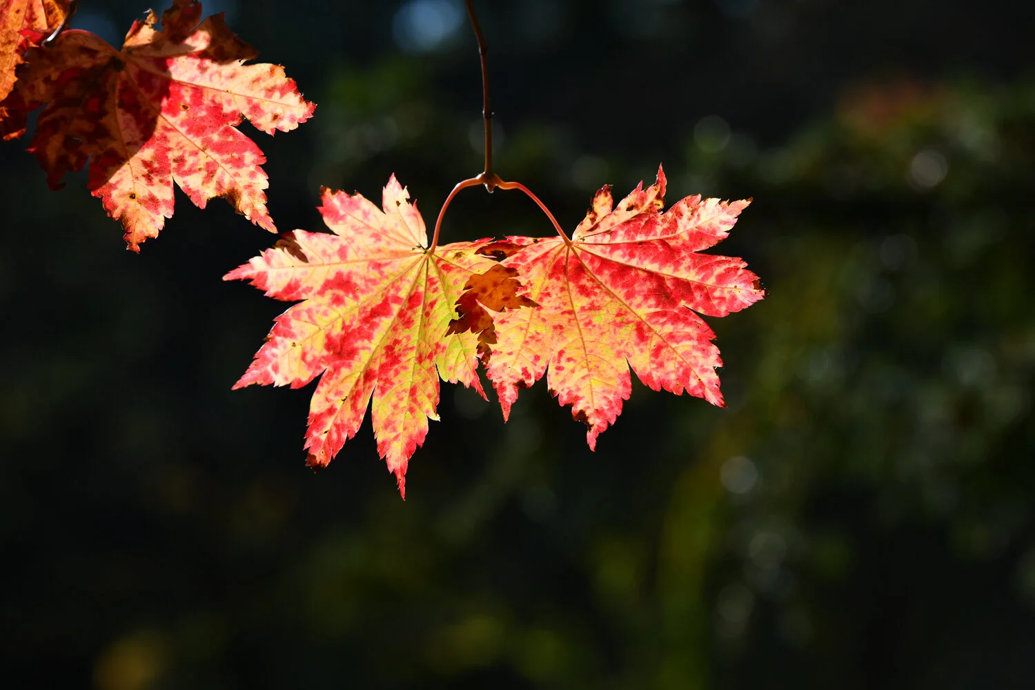 Guide to fall leaf photography — Mark Warnes Photography