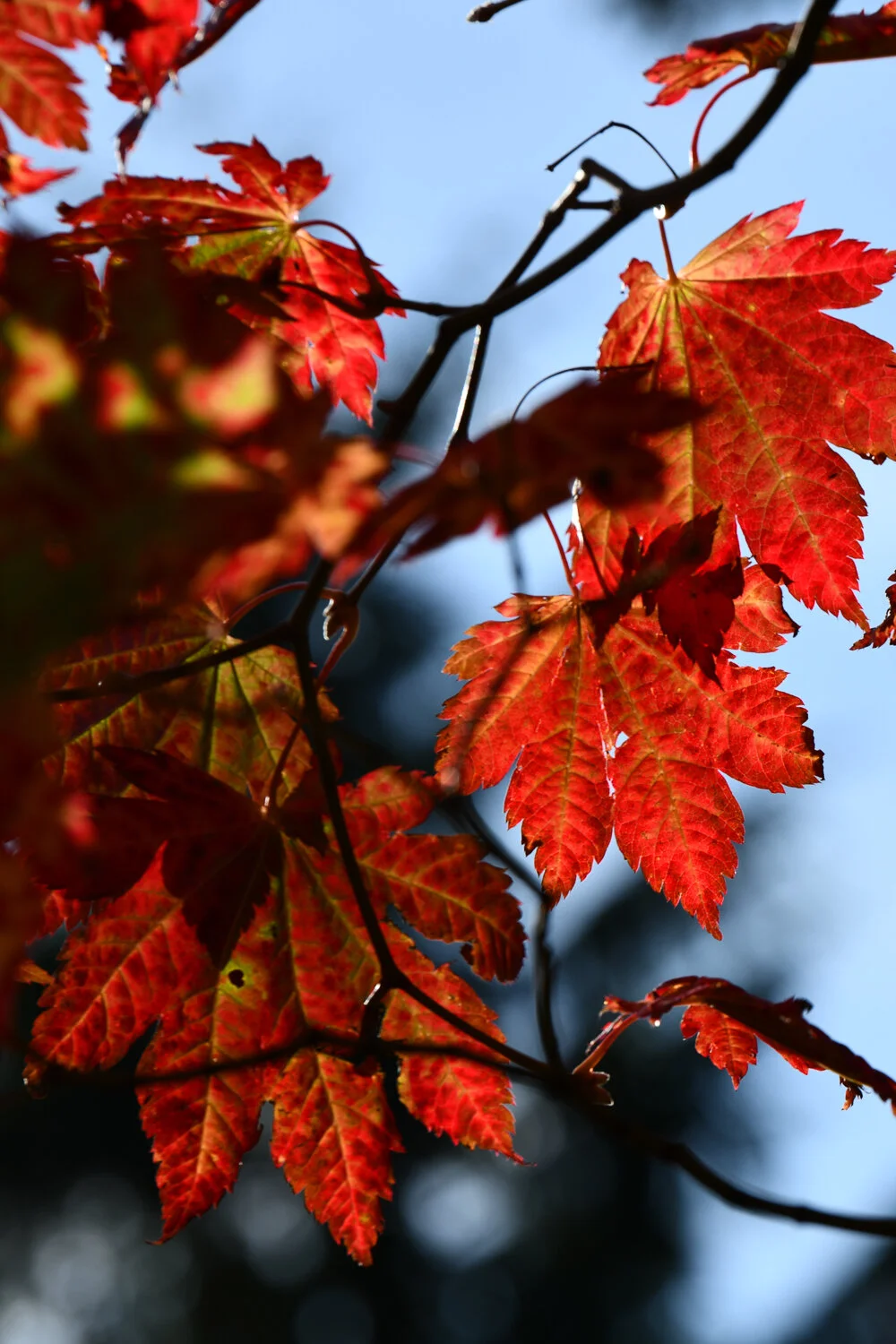 Guide to fall leaf photography — Mark Warnes Photography