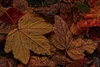Guide to fall leaf photography — Mark Warnes Photography