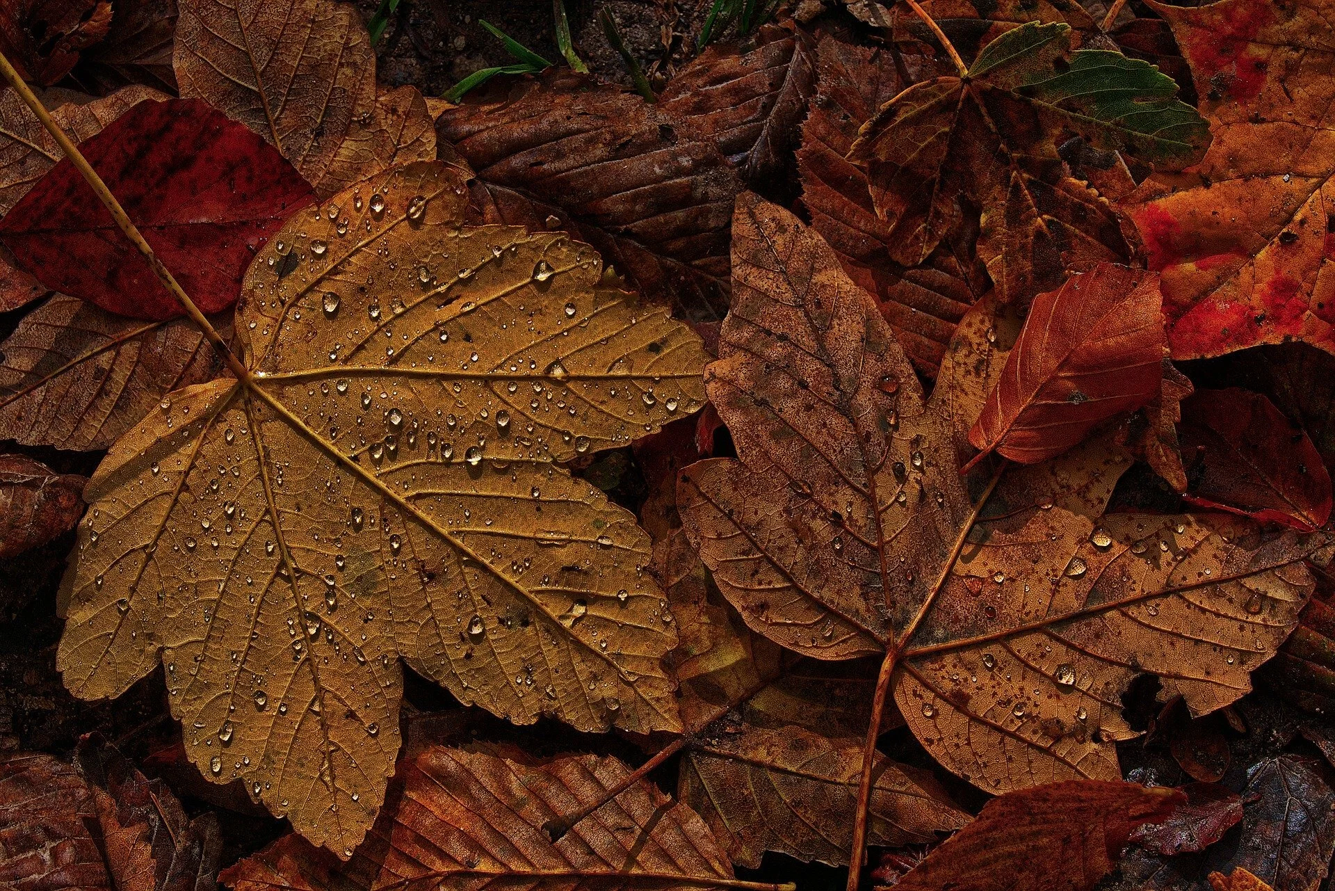 Guide to fall leaf photography — Mark Warnes Photography