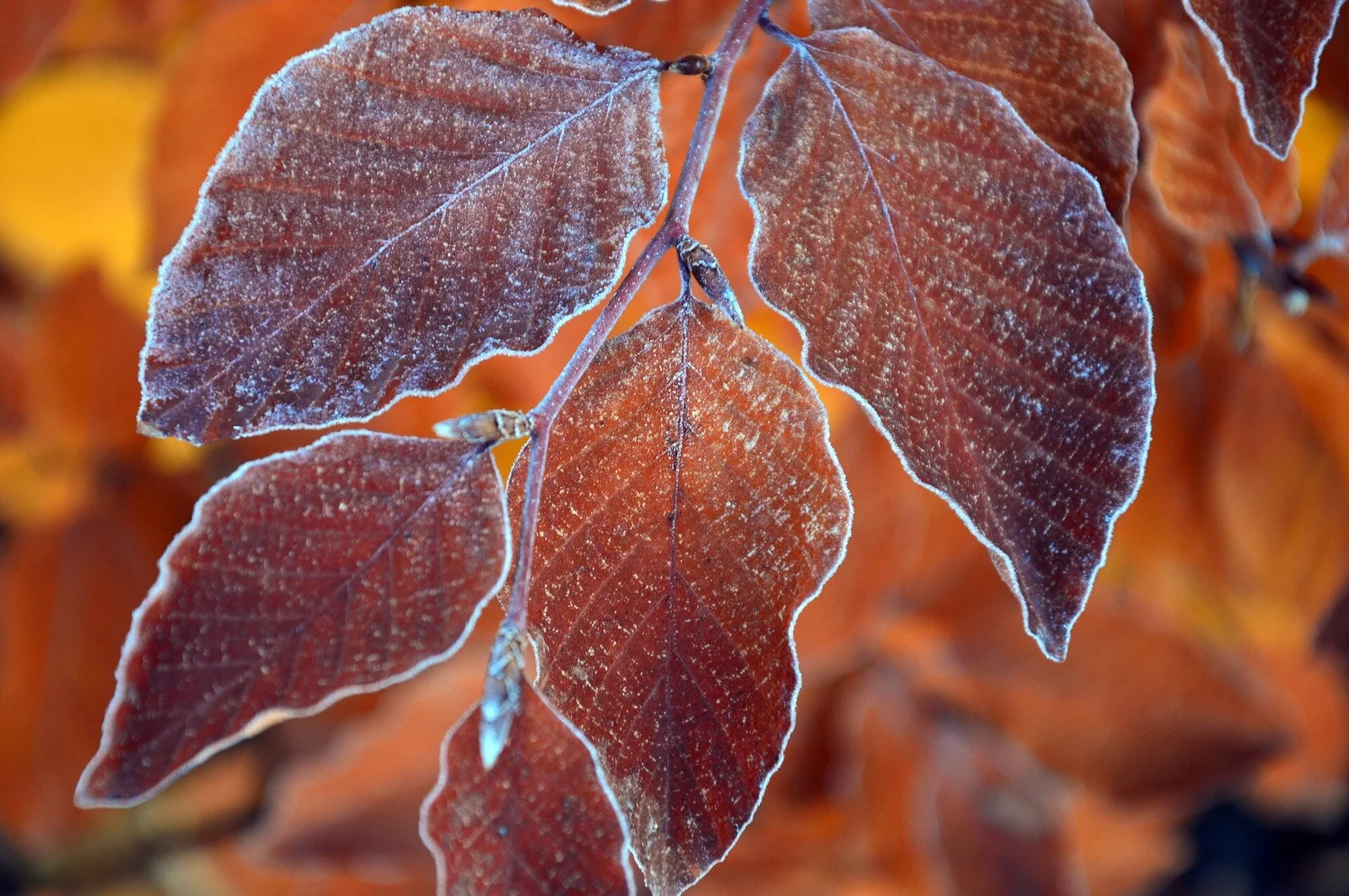 Guide to fall leaf photography — Mark Warnes Photography