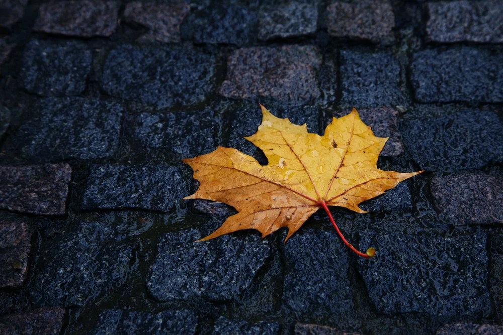 Guide to fall leaf photography — Mark Warnes Photography