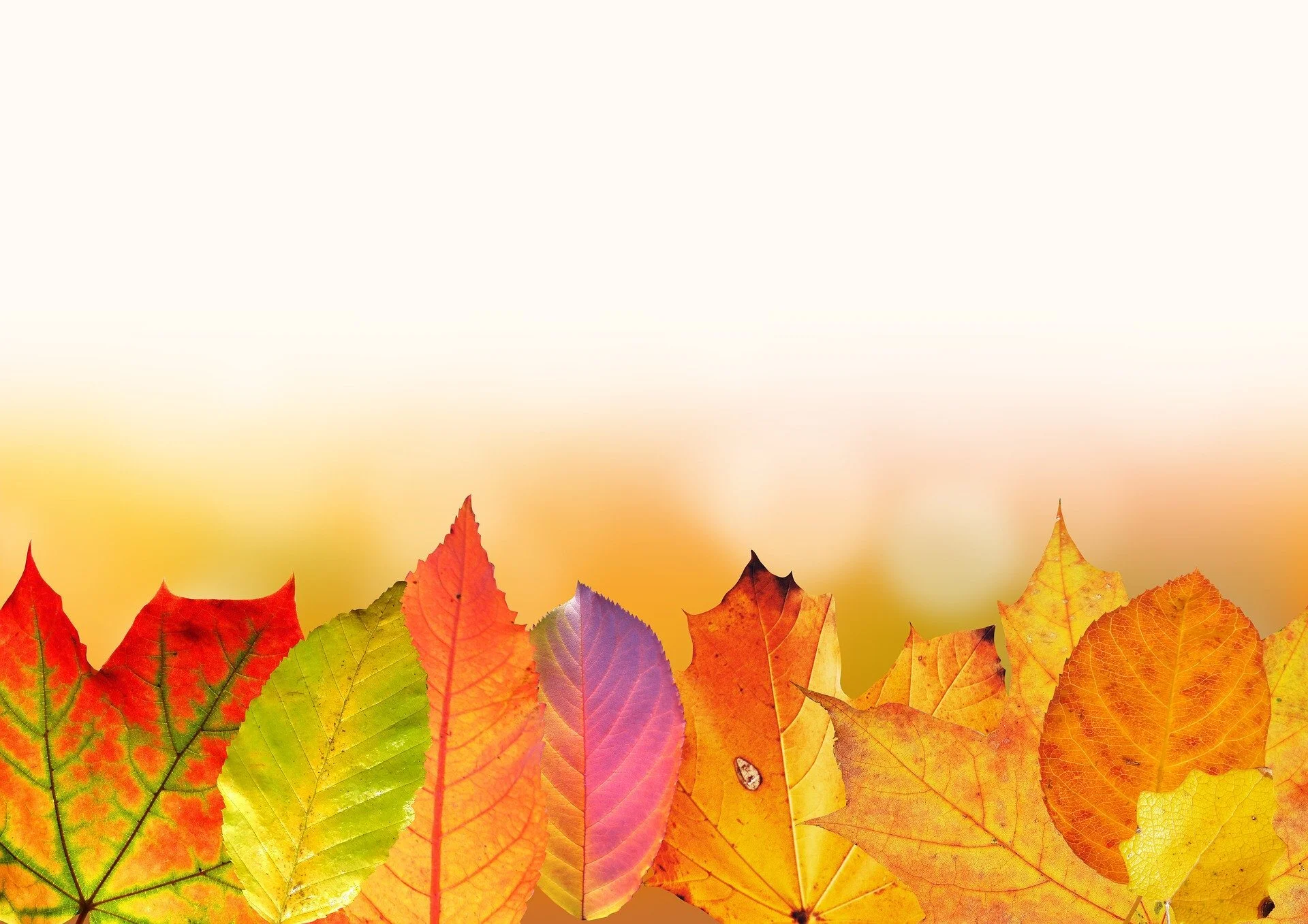 Guide to fall leaf photography — Mark Warnes Photography