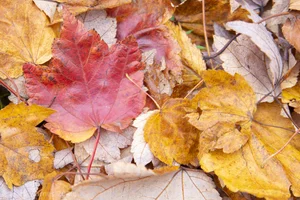 Guide to fall leaf photography — Mark Warnes Photography