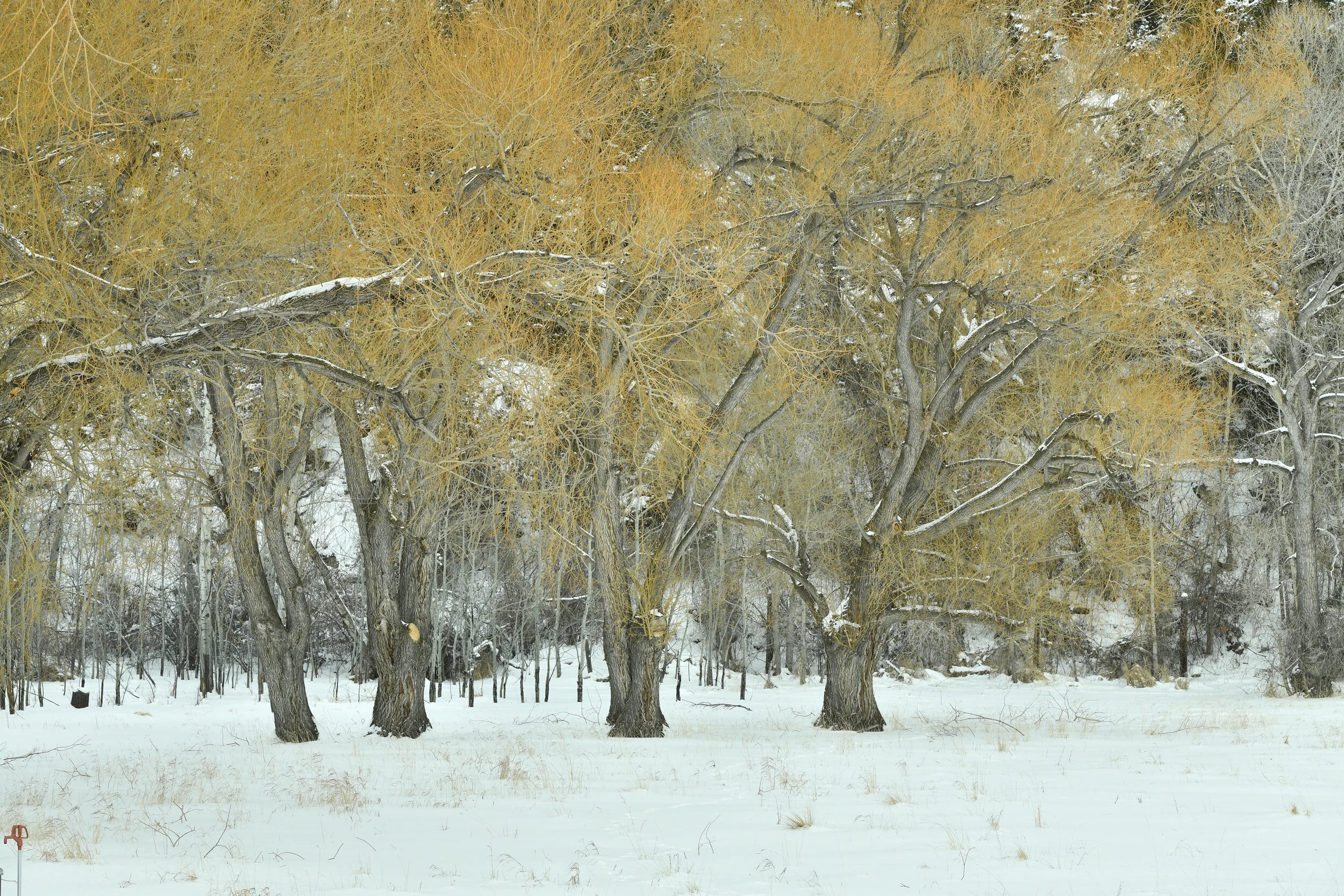 The best winter photography tips — Mark Warnes Photography The best winter photography tips — Mark Warnes Photography
