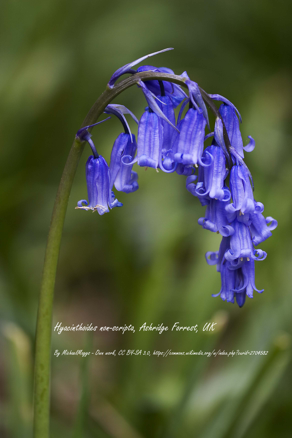My bluebell and snowdrop dream — Kinimori