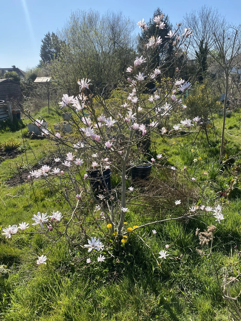 Magnificent magnolias — Kinimori