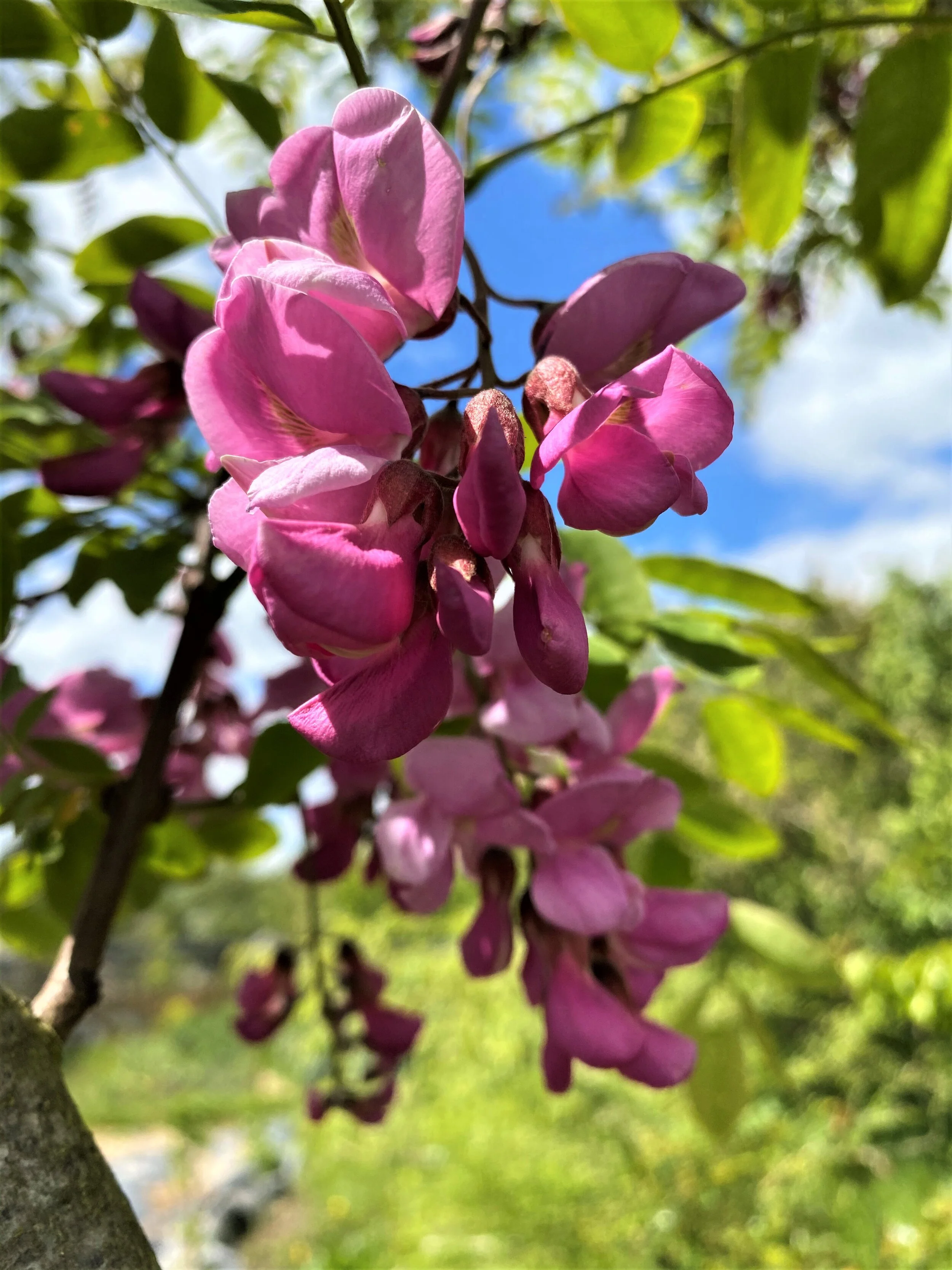 Robinia x margaretta 'Casque Rouge' — Kinimori