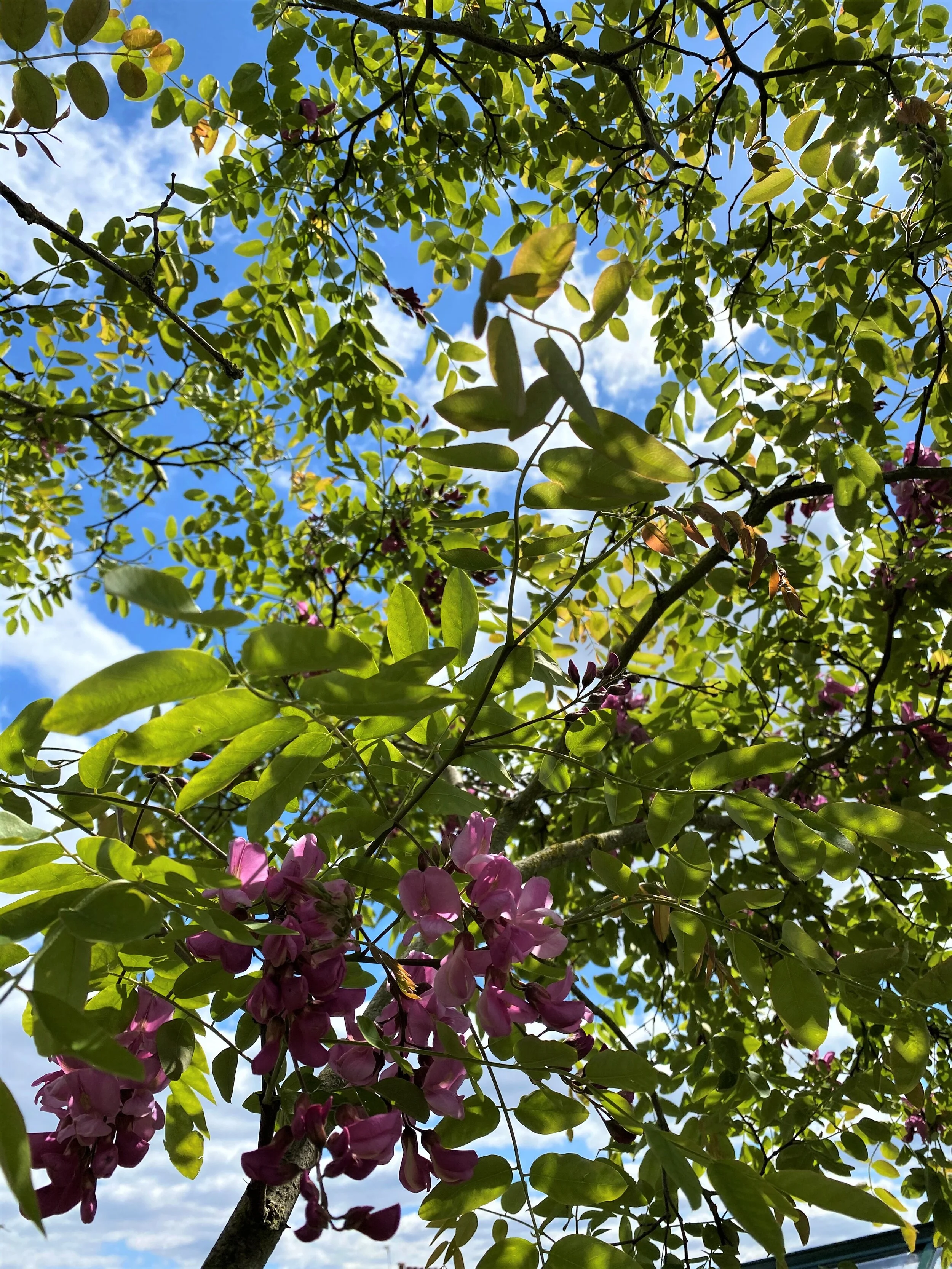Robinia x margaretta 'Casque Rouge' — Kinimori