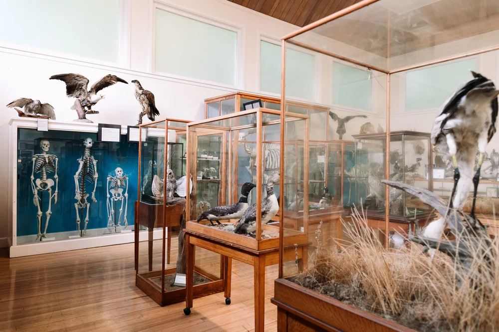 The Collection — The Libby Museum