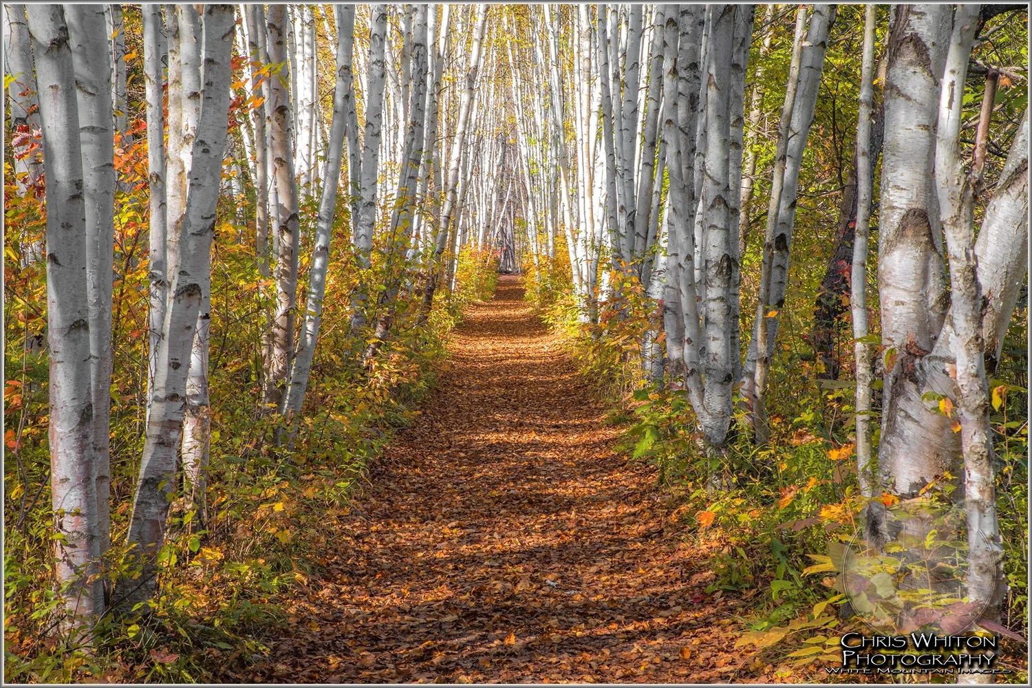 Highlights — The Libby Museum