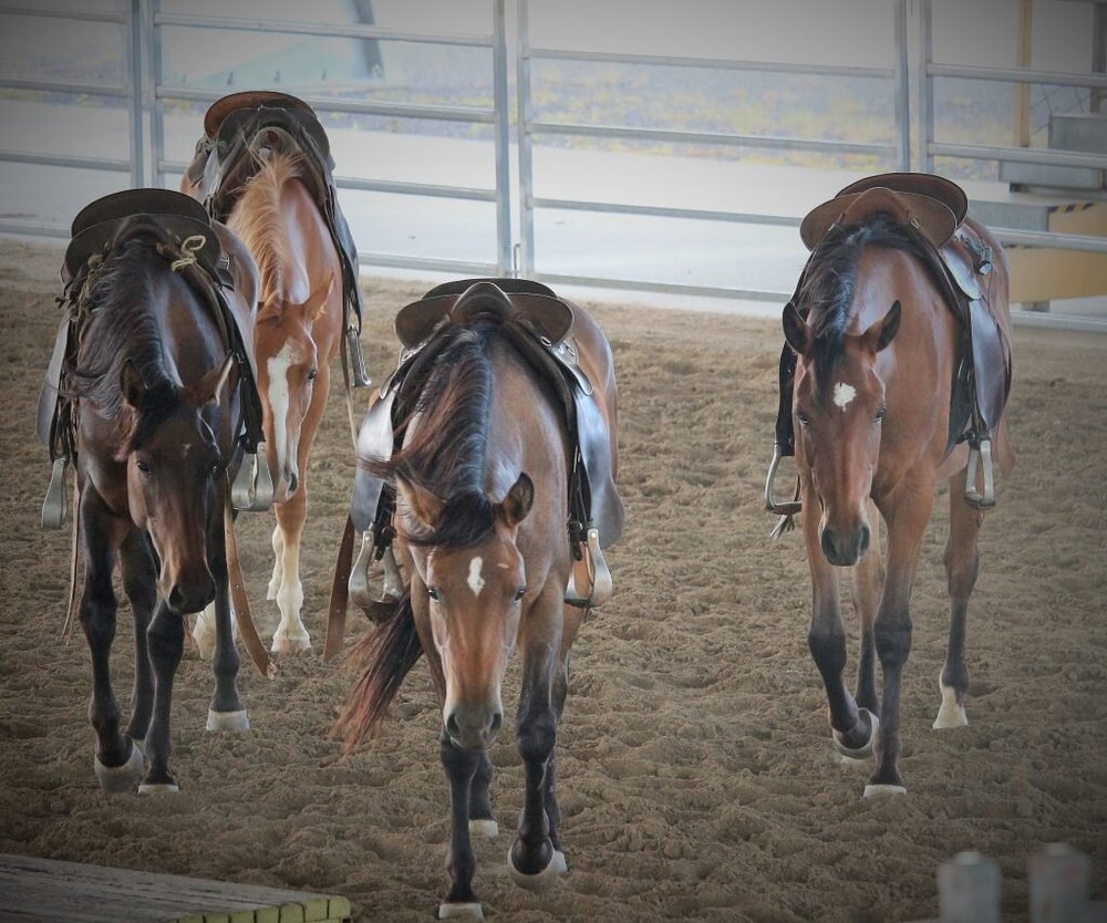 Commitment When Starting A Horse — Good Horsemanship