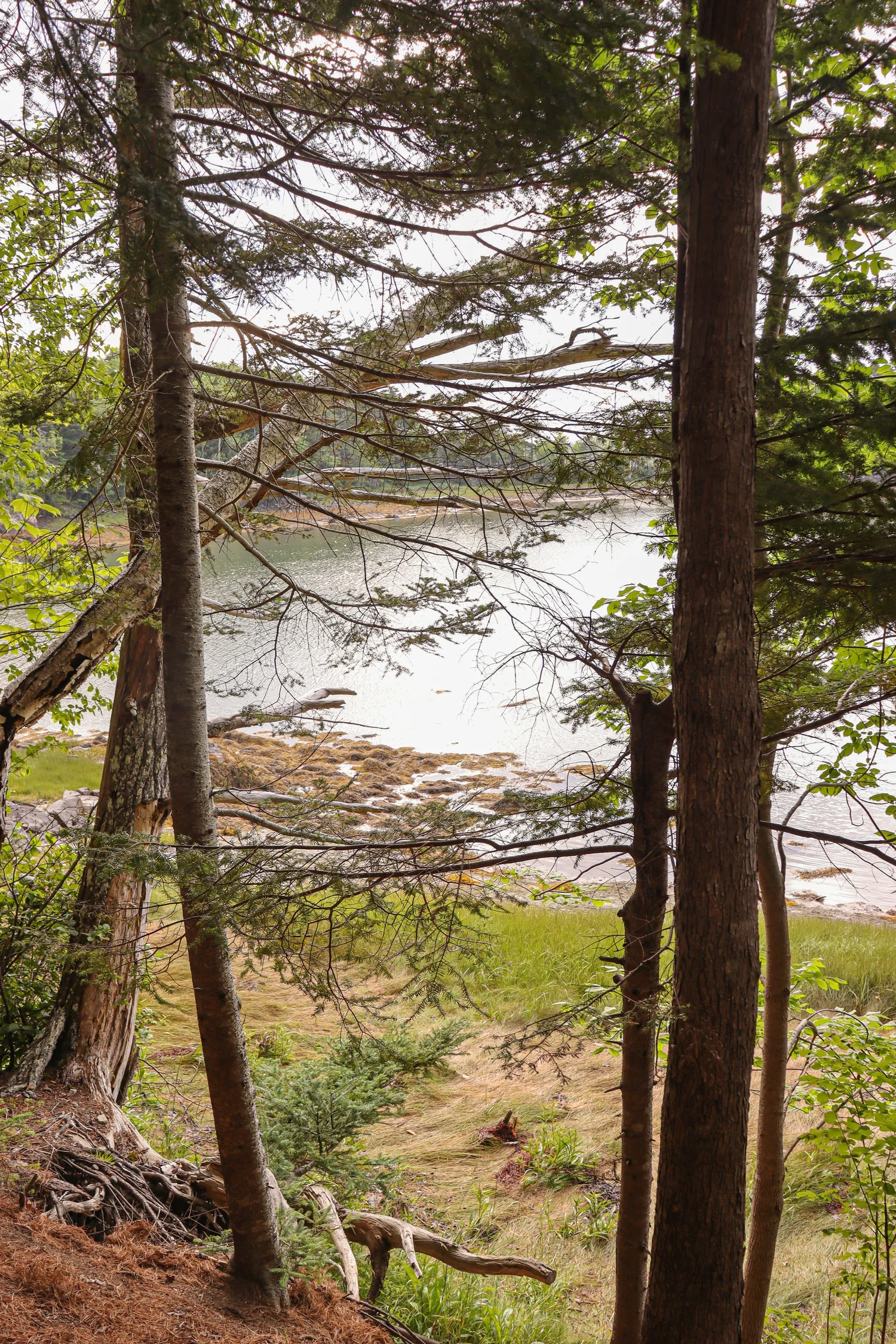 Cobscook Bay State Park — My Maine