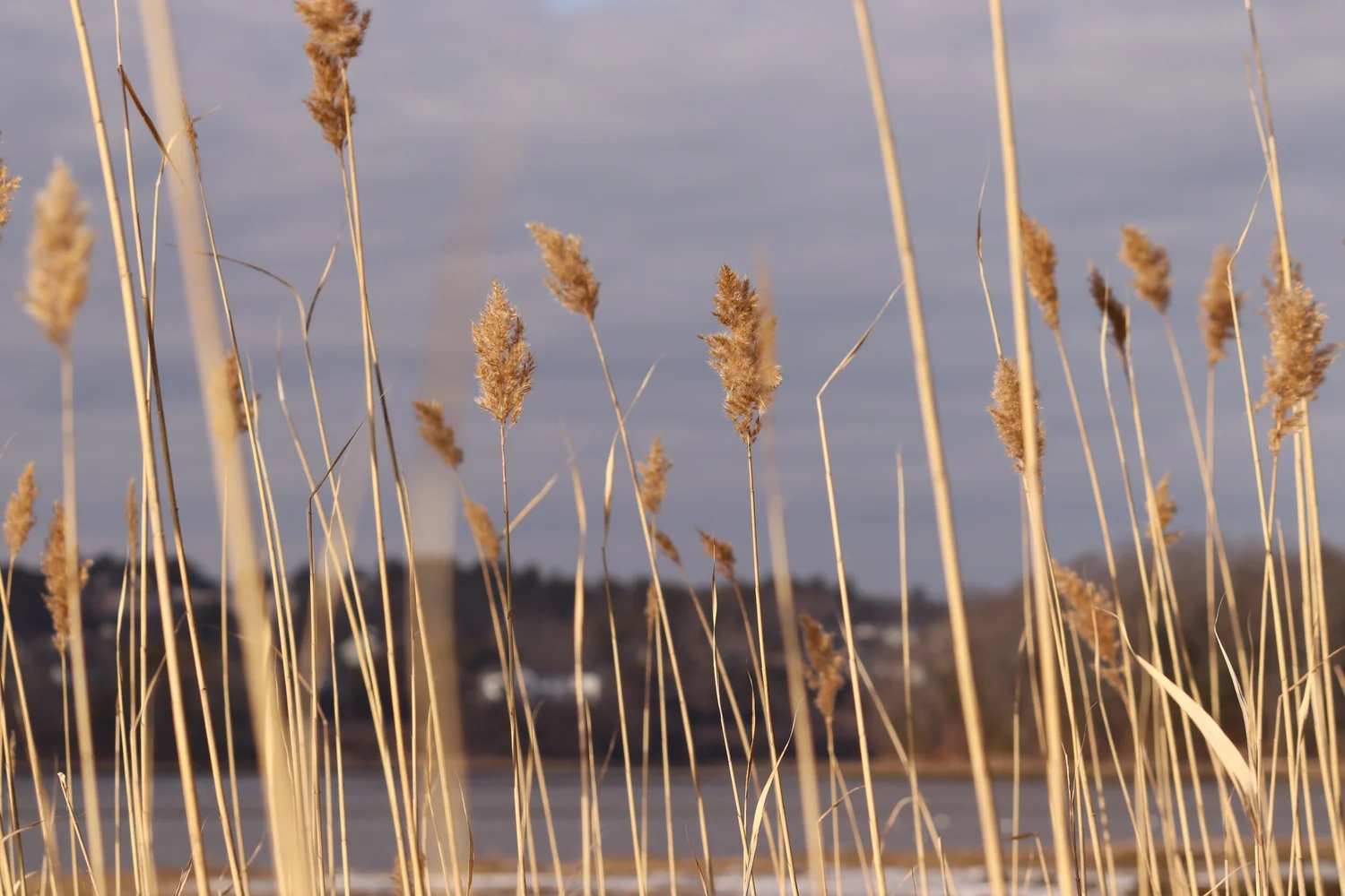 Gilsland Farm Audubon Center & Trails — My Maine