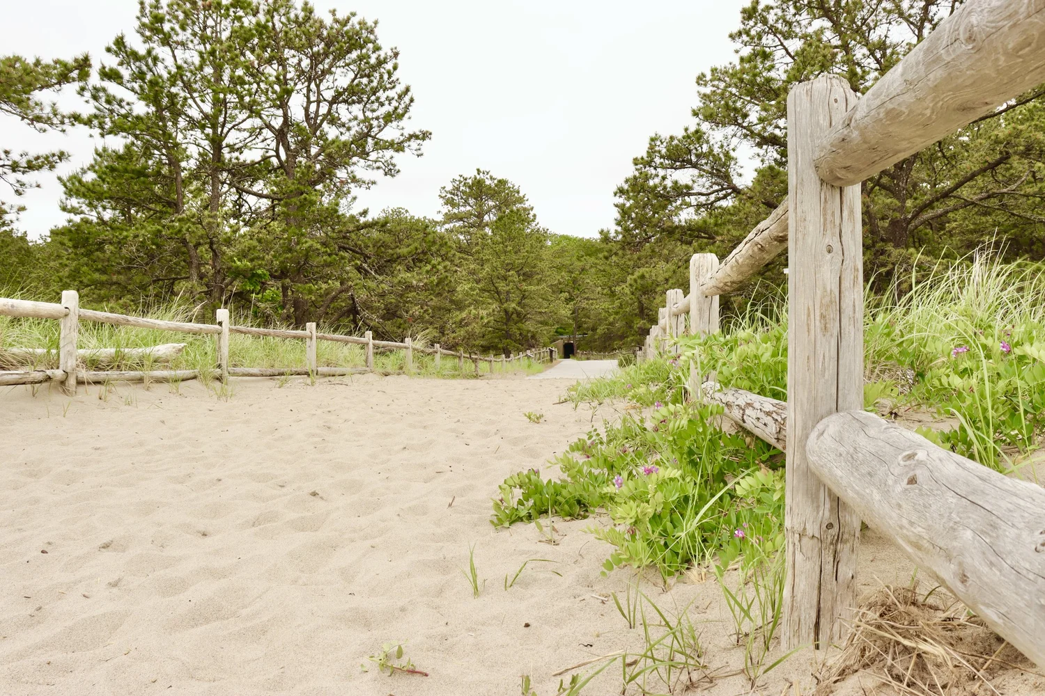 A Guide to Ferry Beach State Park: Tranquil Walking Trails and ...
