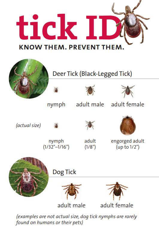 Maine Tick Prevention — My Maine