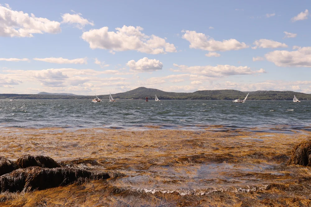 Warren Island State Park — My Maine