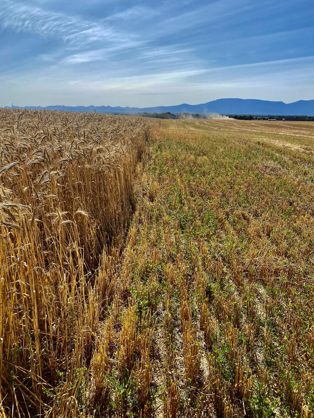 Broadacre Cropping — Rhynie Pastoral