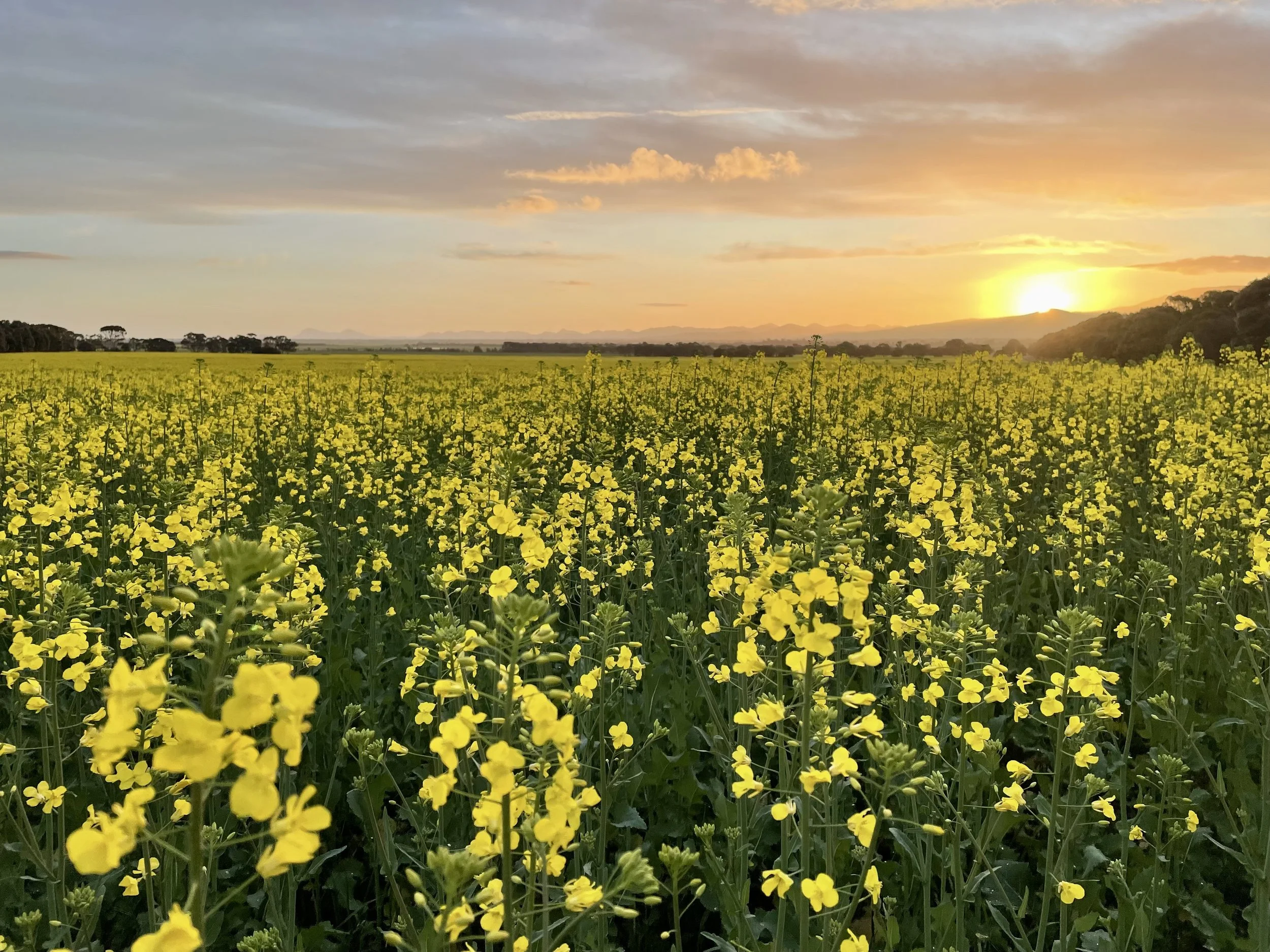 Broadacre Cropping — Rhynie Pastoral