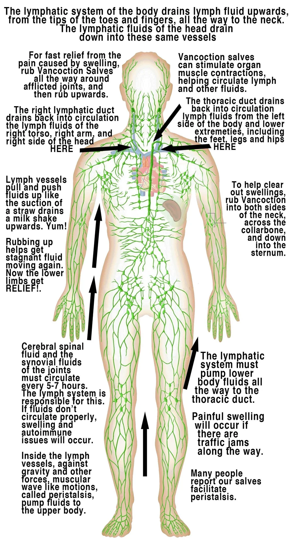 Lymphatic Drainage — VanCoction Perform Better Recover Faster