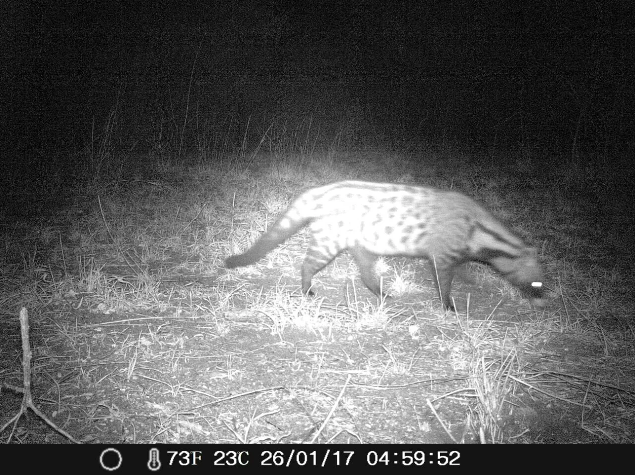 Camera traps — Kisampa Conservancy