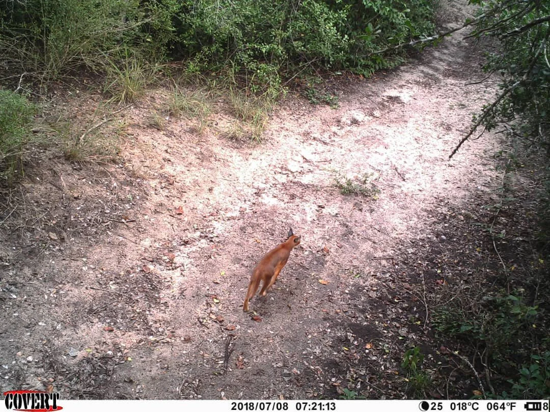 Camera traps — Kisampa Conservancy