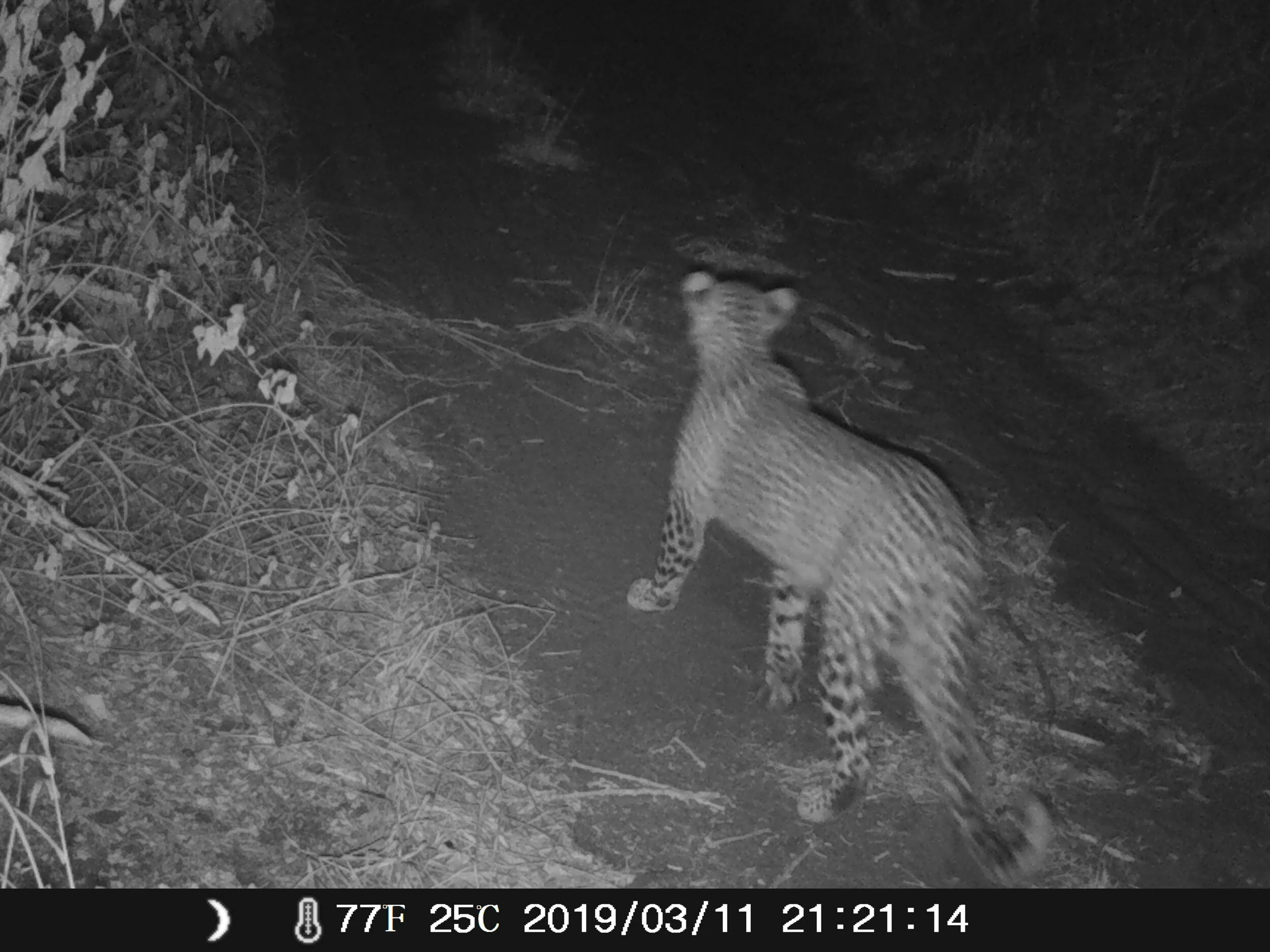 Camera traps — Kisampa Conservancy