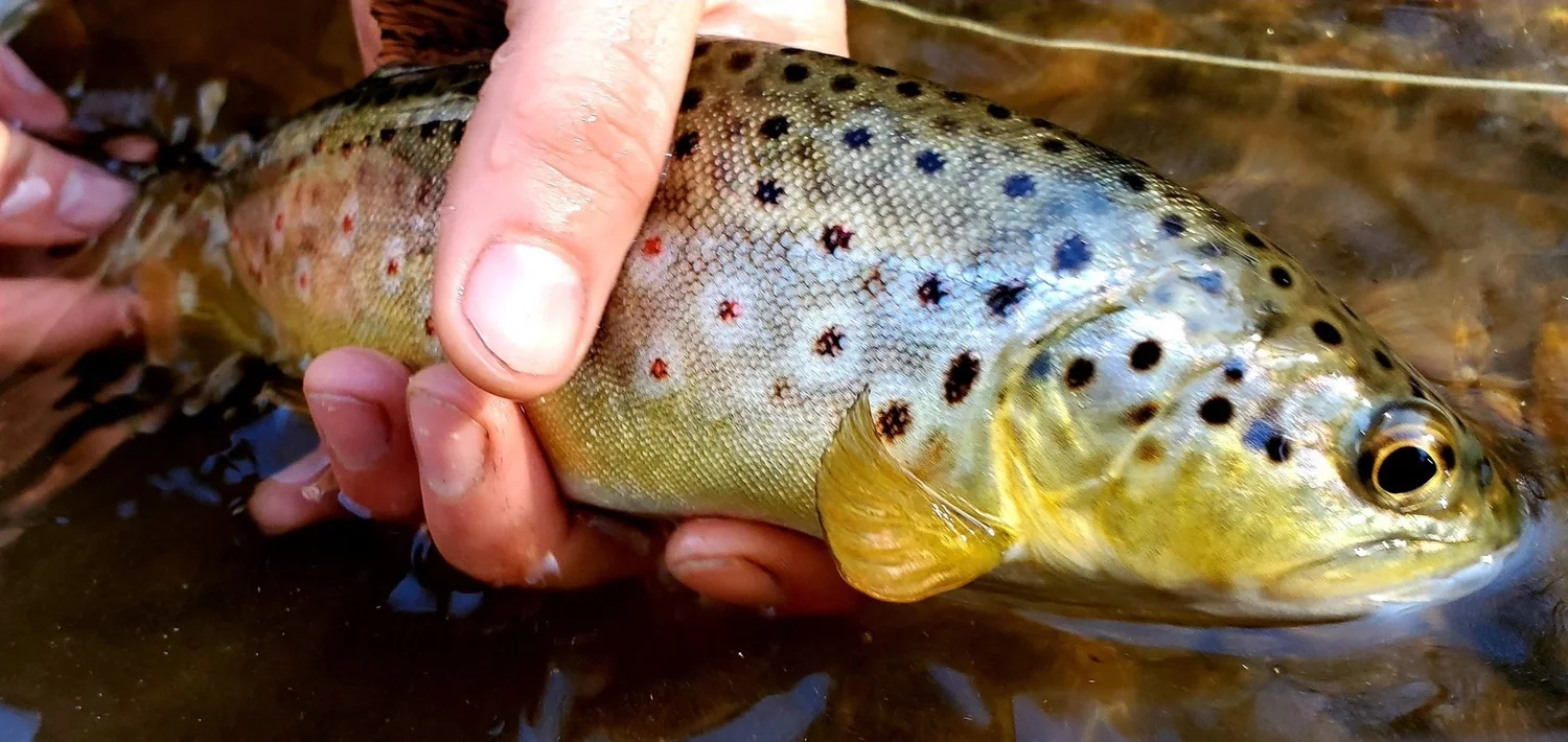 Blog 1 — HARE'S EAR FLY FISHING
