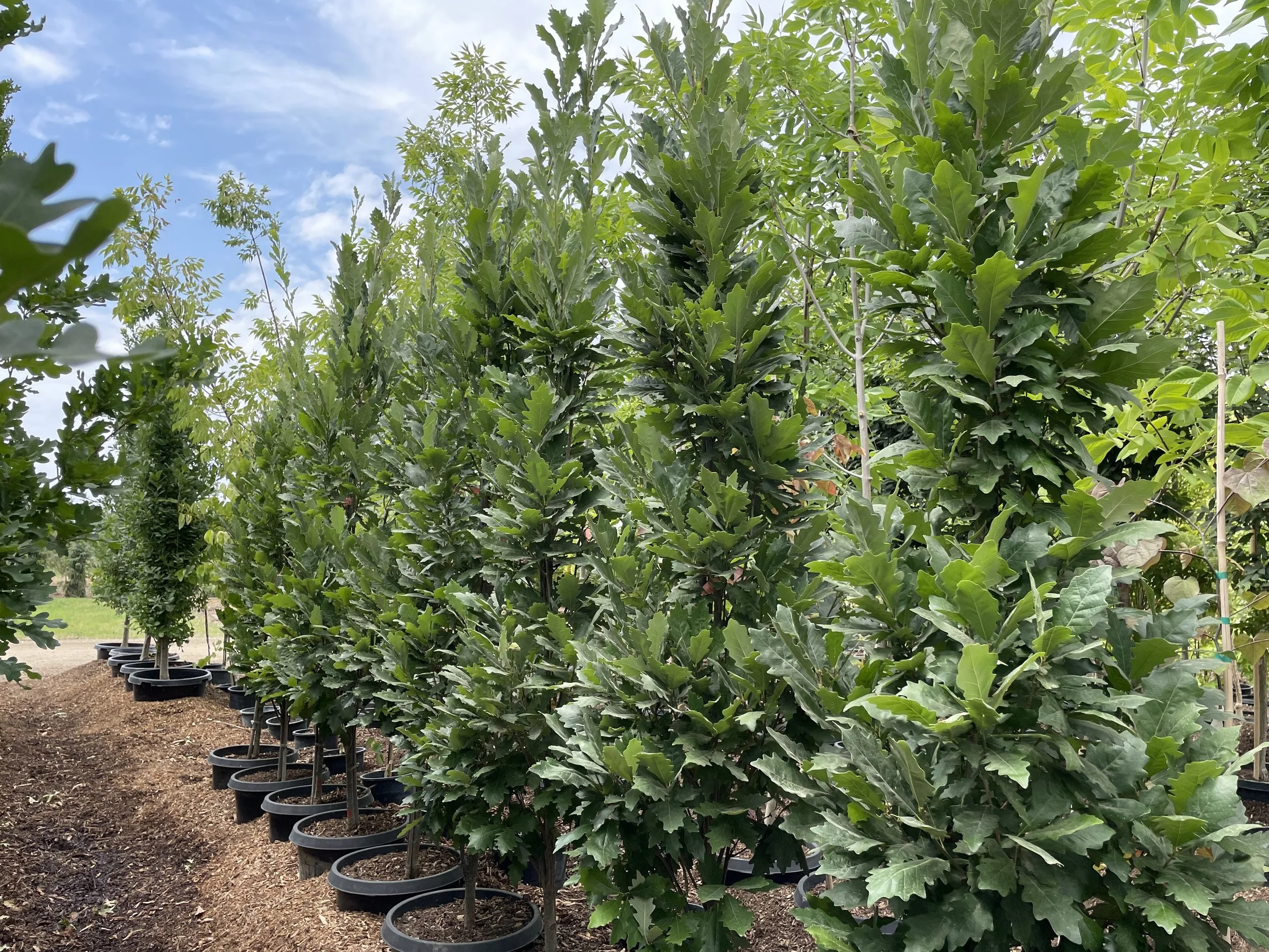 About Us — Arbor Farms Nursery