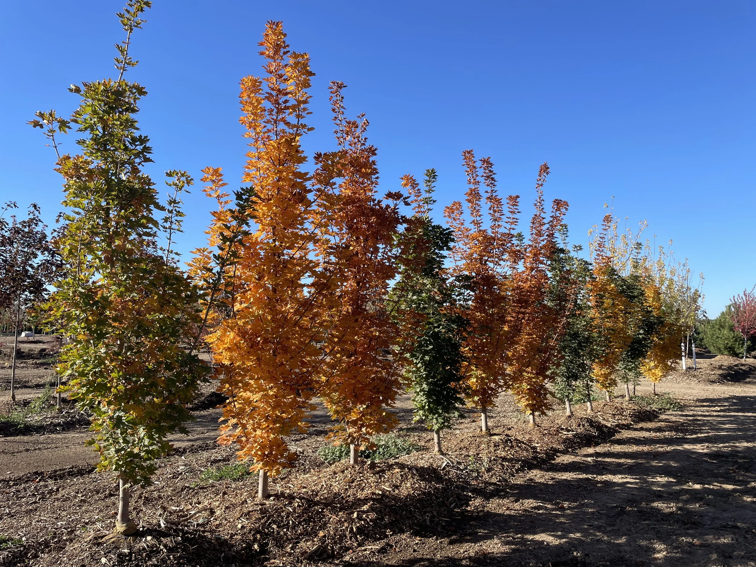 About Us — Arbor Farms Nursery