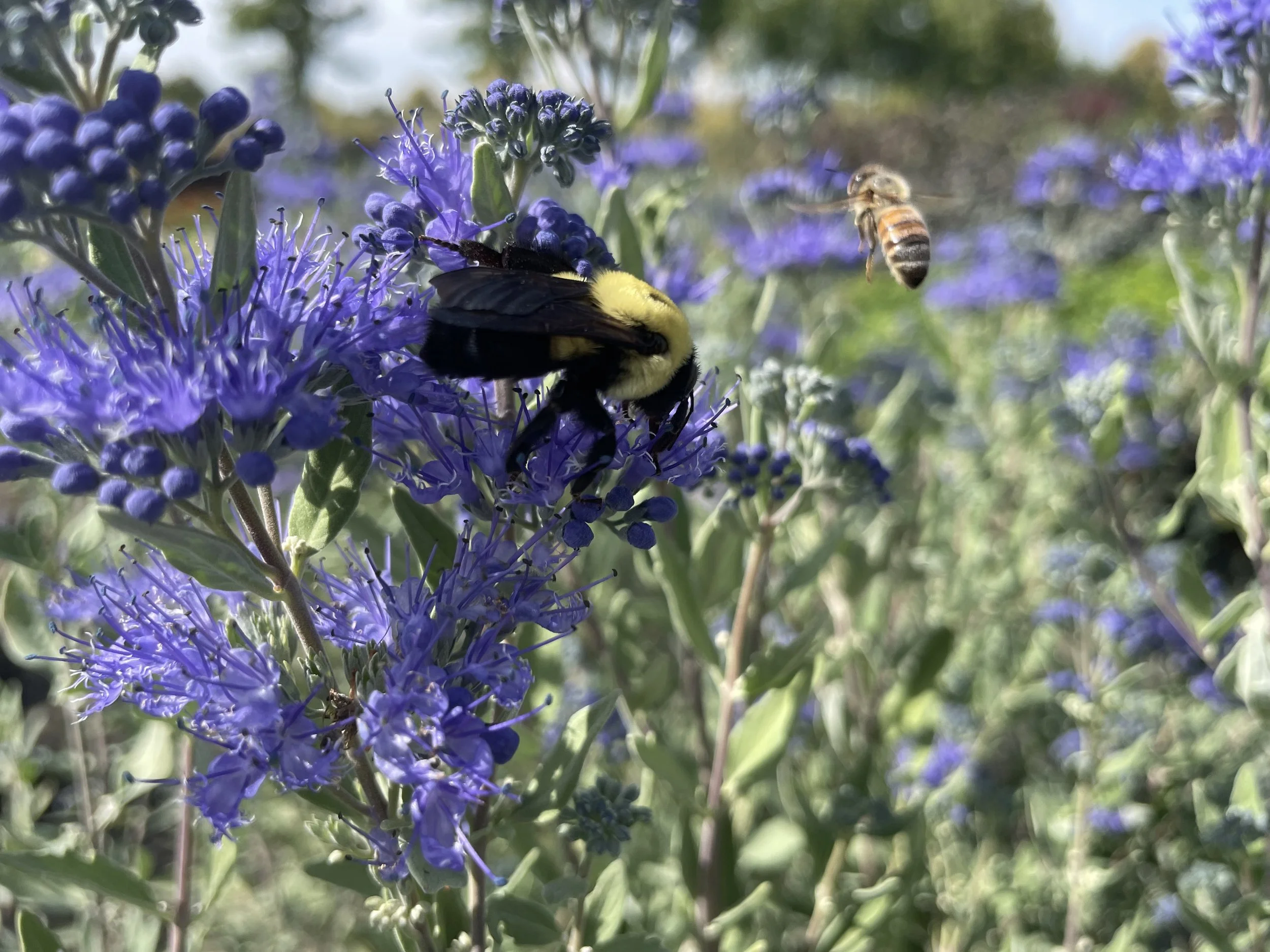 About Us — Arbor Farms Nursery