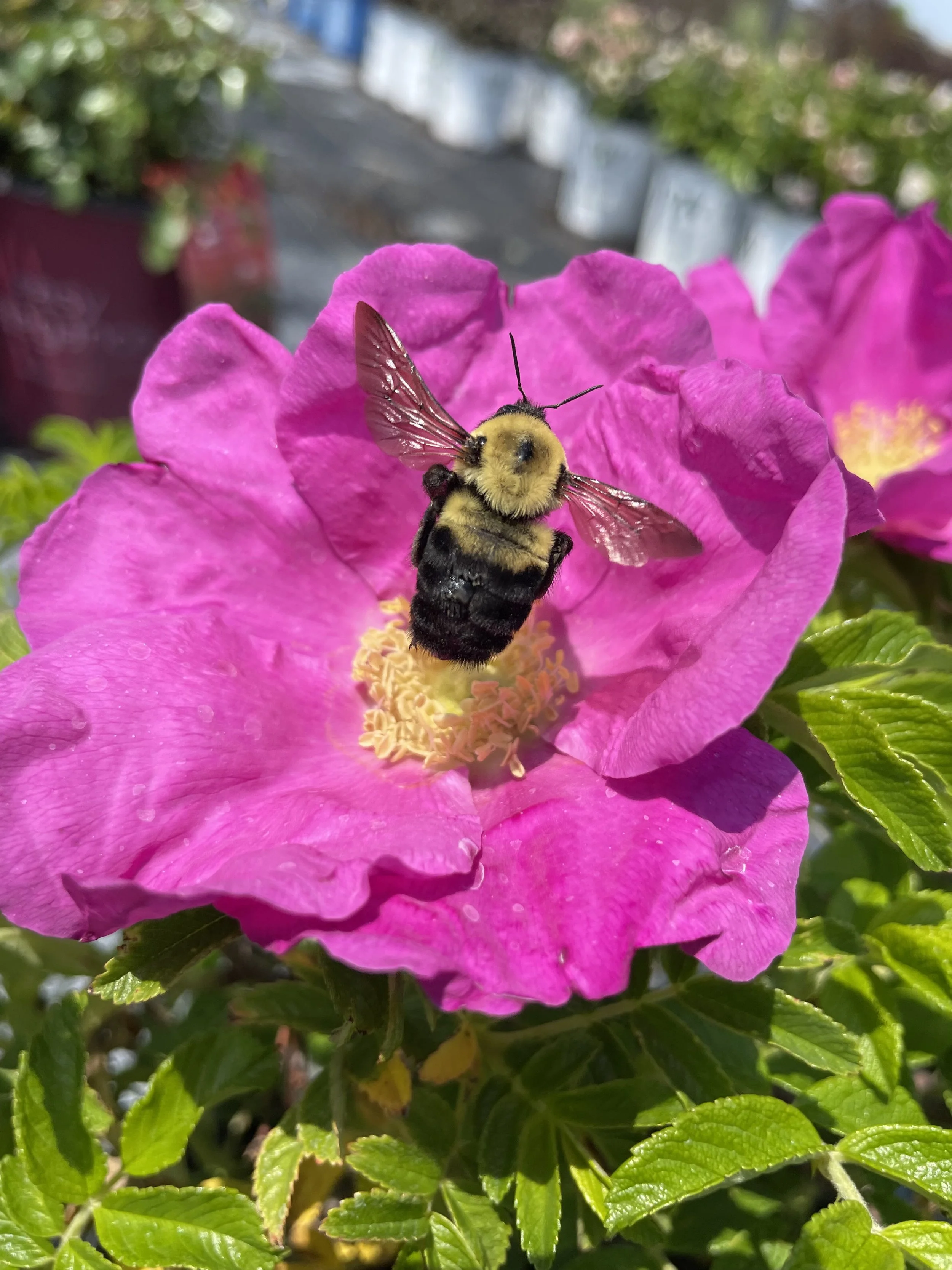 About Us — Arbor Farms Nursery