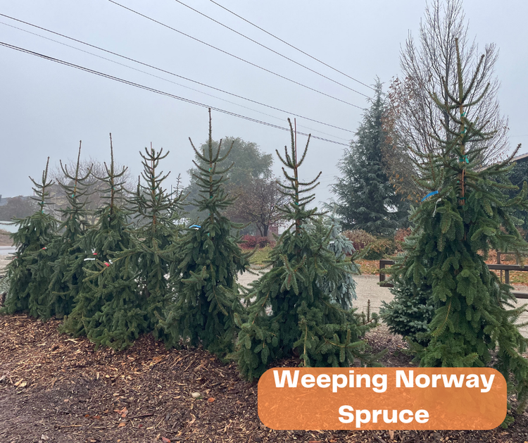Sell — Arbor Farms Nursery