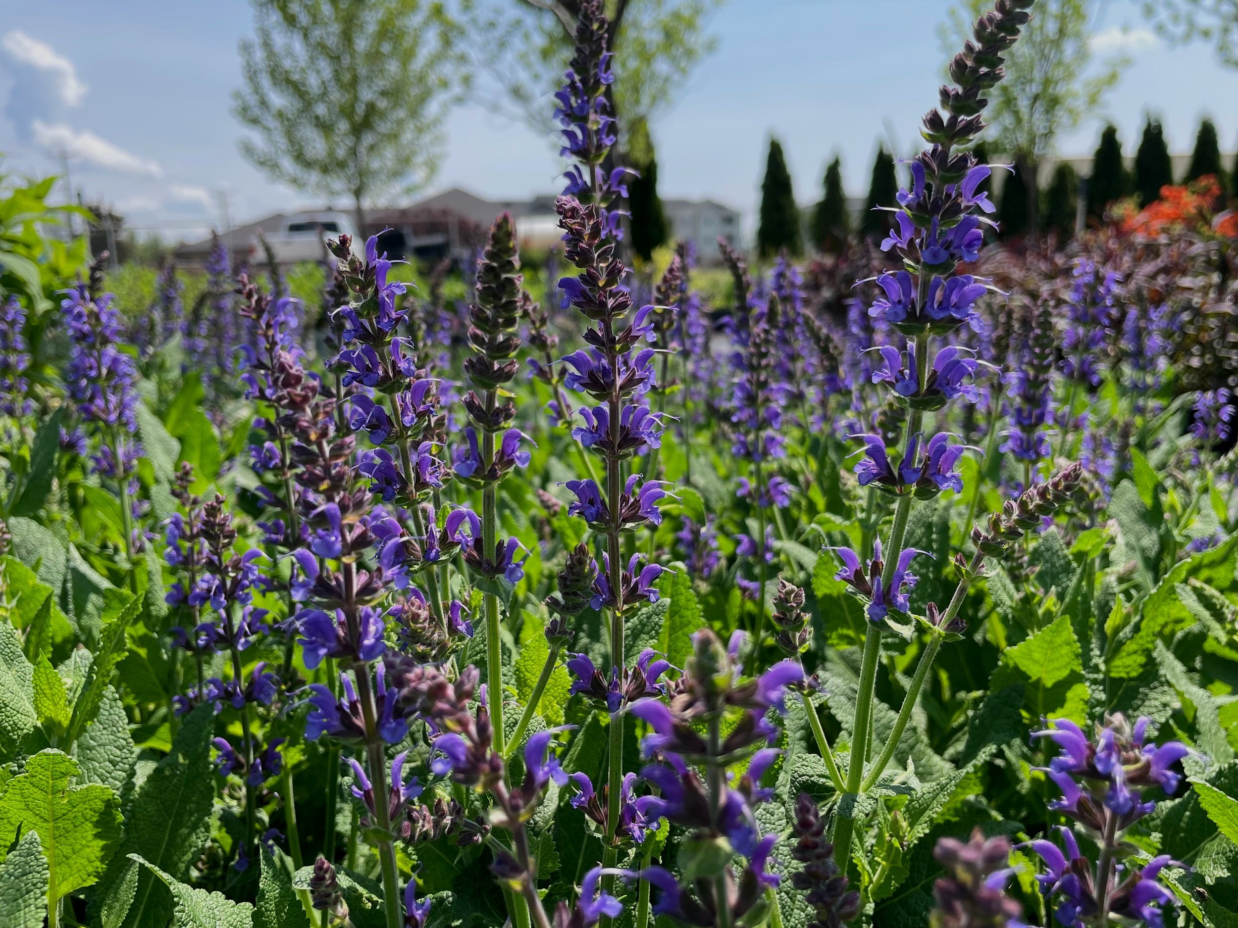 Sell — Arbor Farms Nursery
