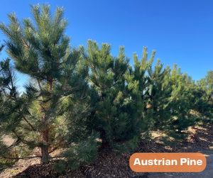 Sell — Arbor Farms Nursery