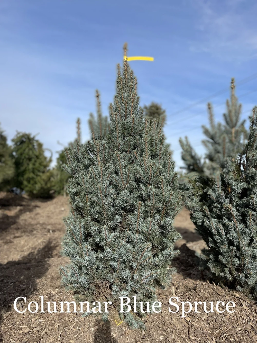 Sell — Arbor Farms Nursery