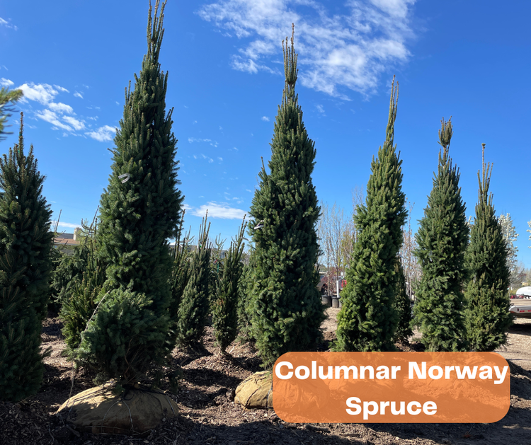 Sell — Arbor Farms Nursery