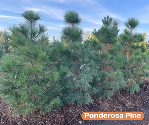 Sell — Arbor Farms Nursery