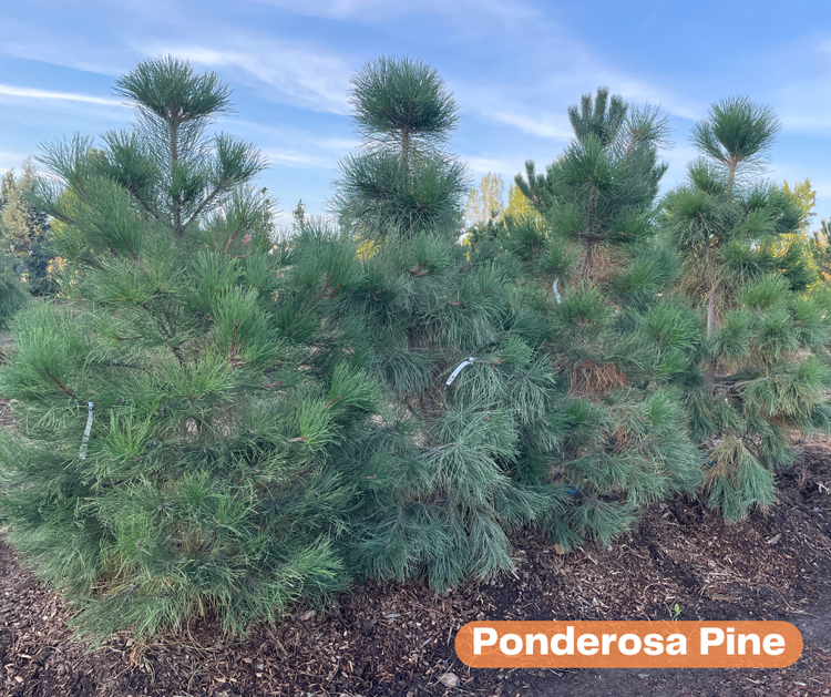 Sell — Arbor Farms Nursery