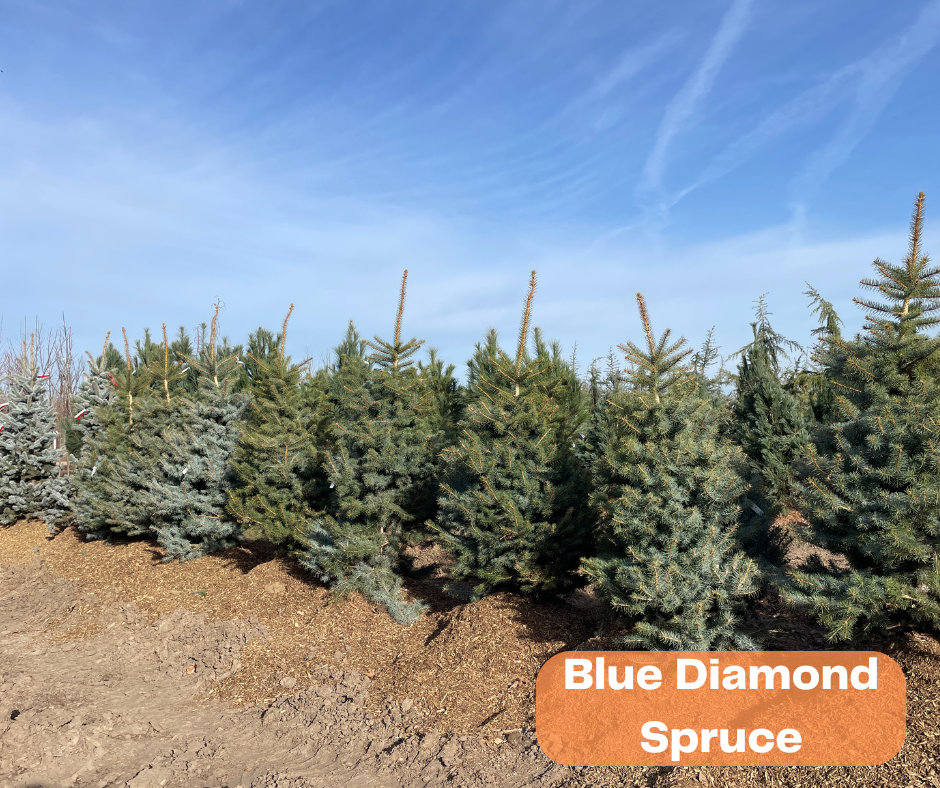 Sell — Arbor Farms Nursery