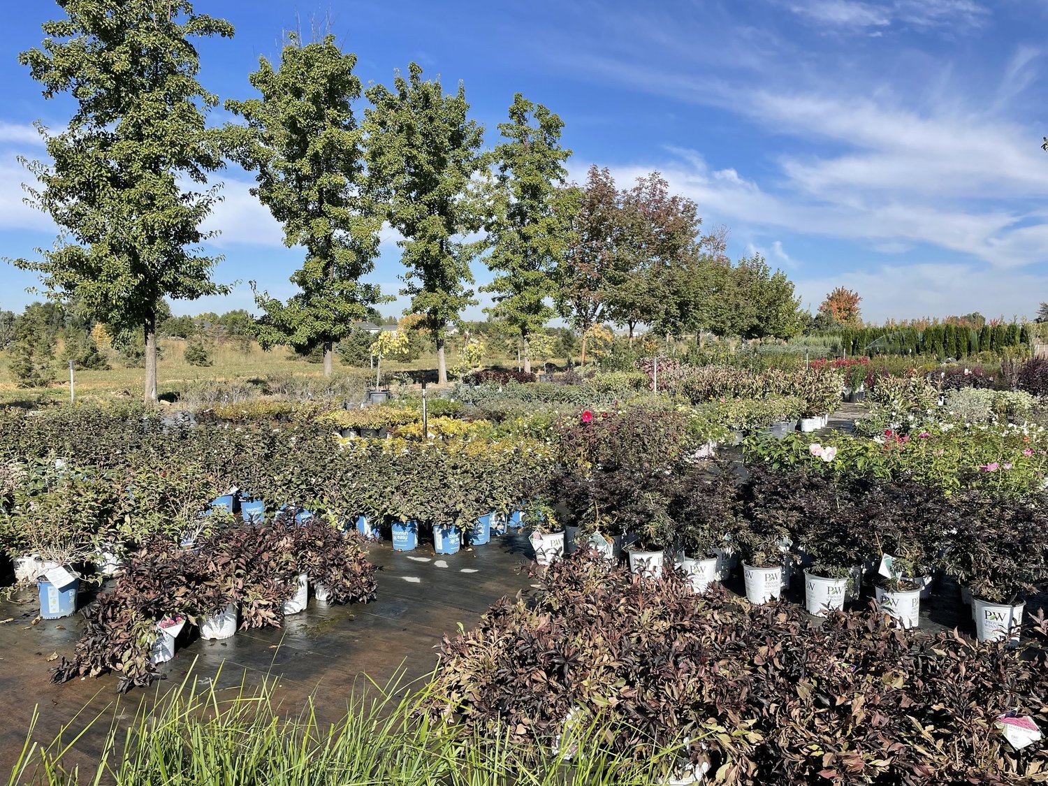 Arbor Farms Nursery